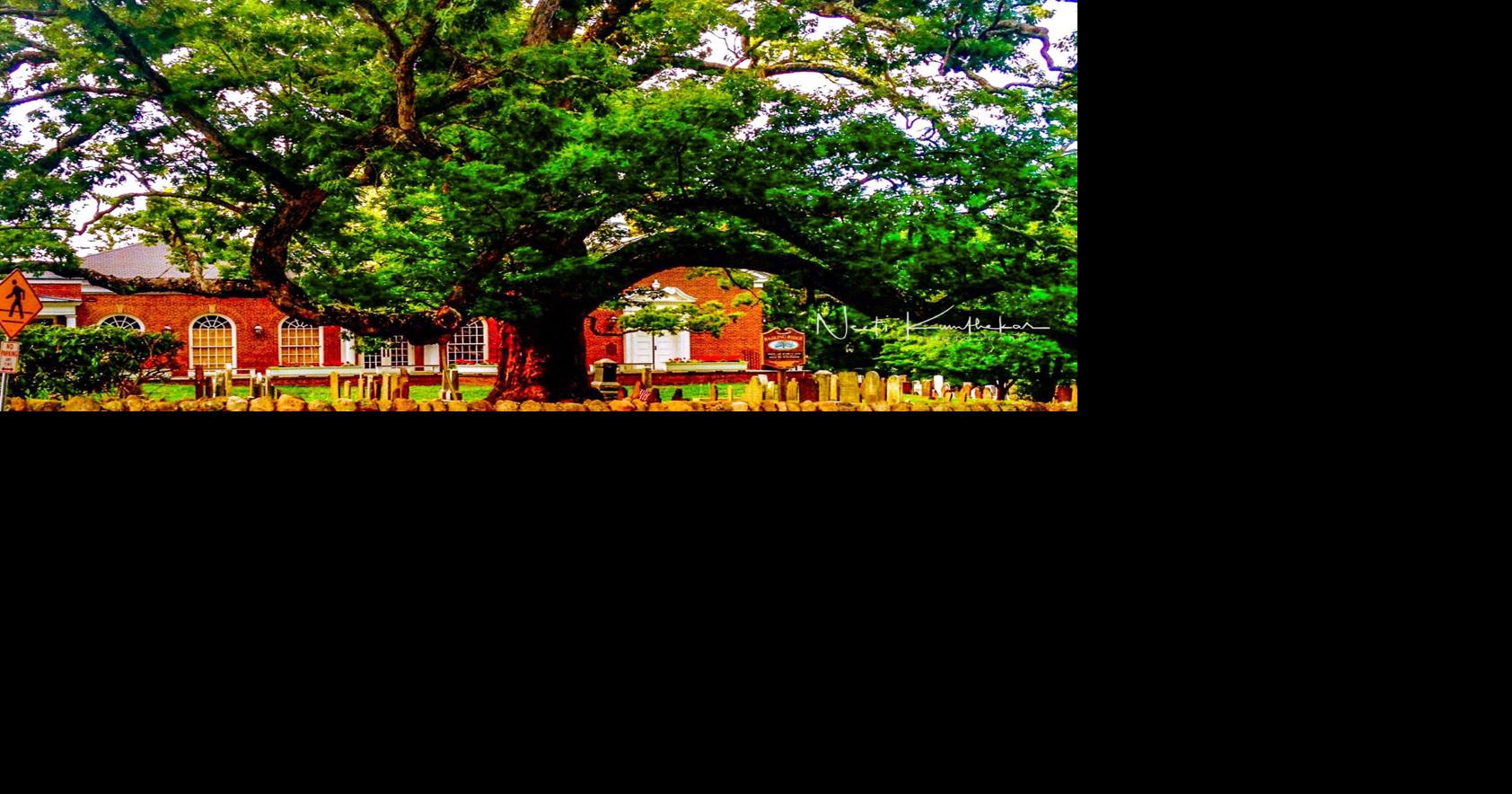 May 7 art show to celebrate Basking Ridge oak tree | News ...