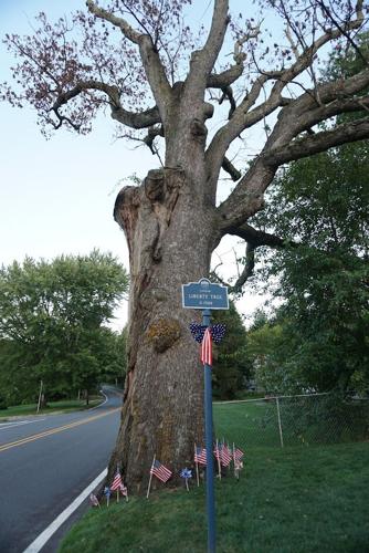 Randolph Rotary Club launces 'Liberty Tree Preservation Project 2023 ...