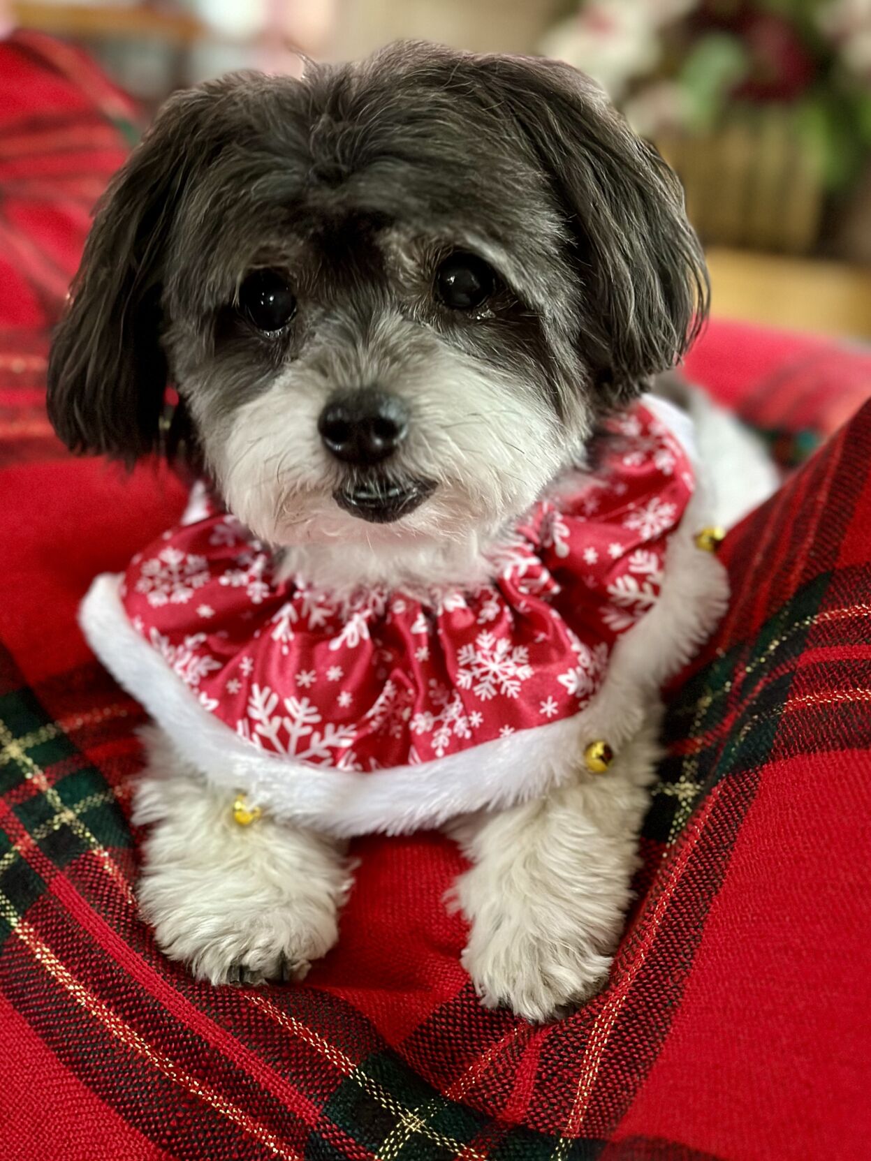 Penny is a photogenic pooch | | newjerseyhills.com