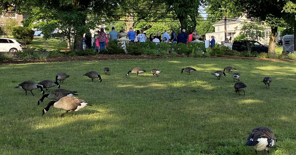 Geese returning to Peapack-Gladstone? | News | newjerseyhills.com