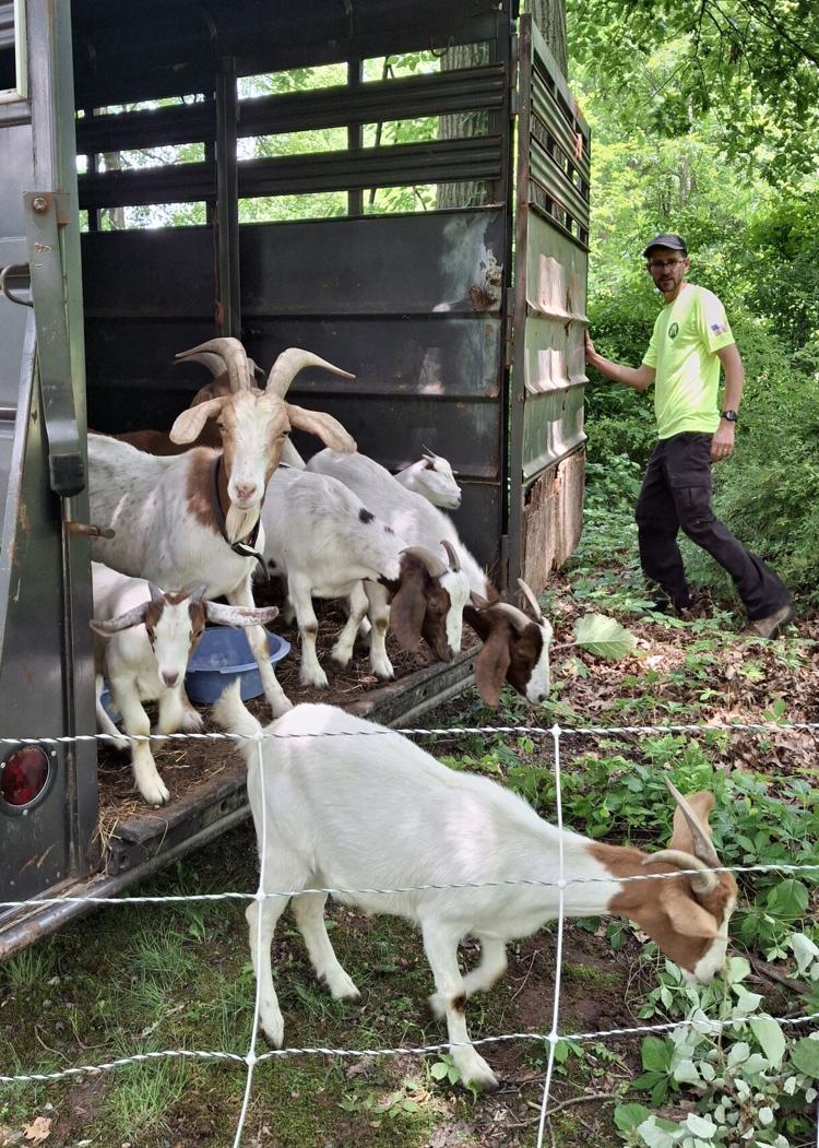 Morris Plains goats are the G.O.A.T. at eradicating poison ivy ...
