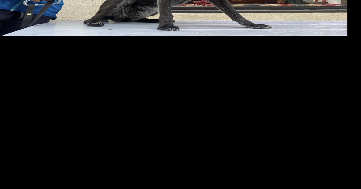 Where's Sadie? Canadian hiker's dog missing on Appalachian Trail | News ...