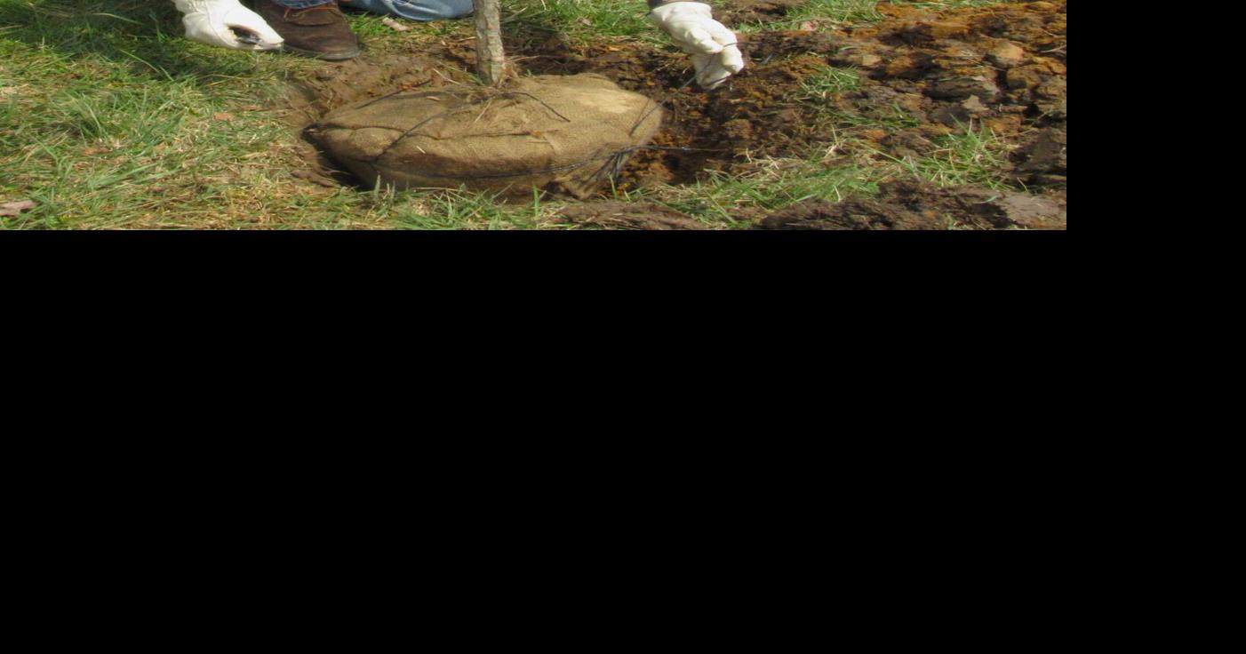New guidelines for planting balled trees | Community Columns ...