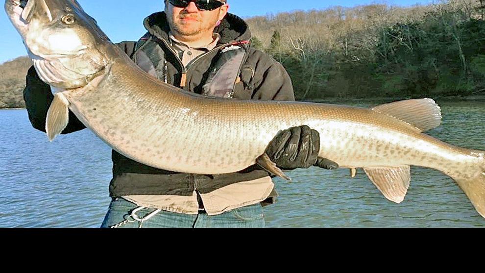 Pending state record muskellunge caught in Melton Hill reservoir ...