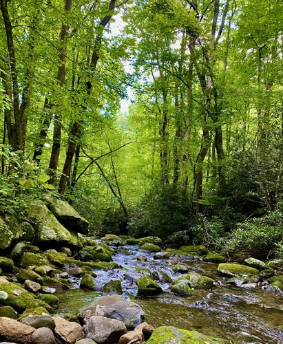 The hills are live with the sound of nature | Community Columns ...