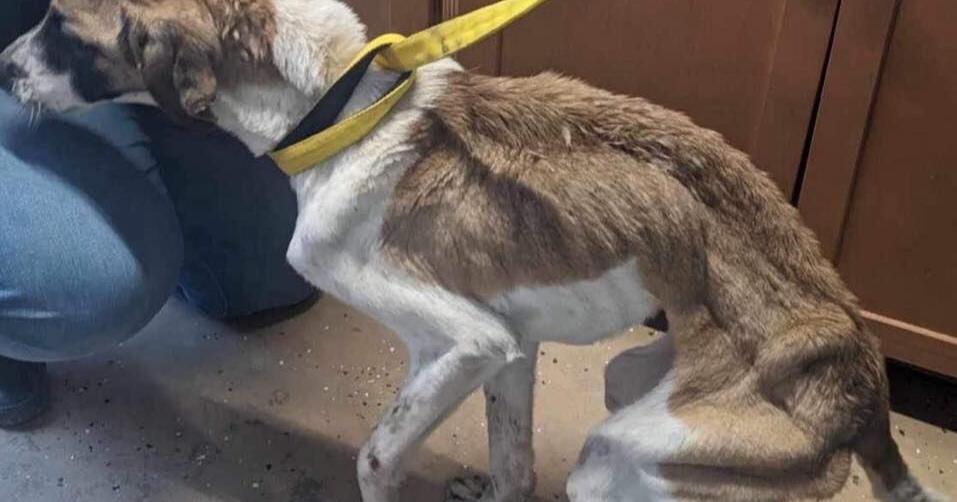 Miller pleads to 2 counts of aggravated animal cruelty, barred from ...