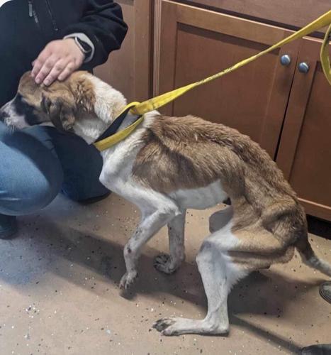 Miller pleads to 2 counts of aggravated animal cruelty, barred from ...