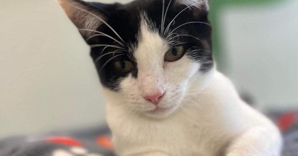 Pet of the Week: Trix fixed and ready for a new home | Community | newportplaintalk.com