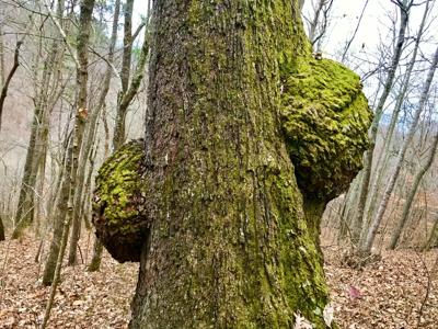 Tree burls are gnarly, man | Community Columns | newportplaintalk.com