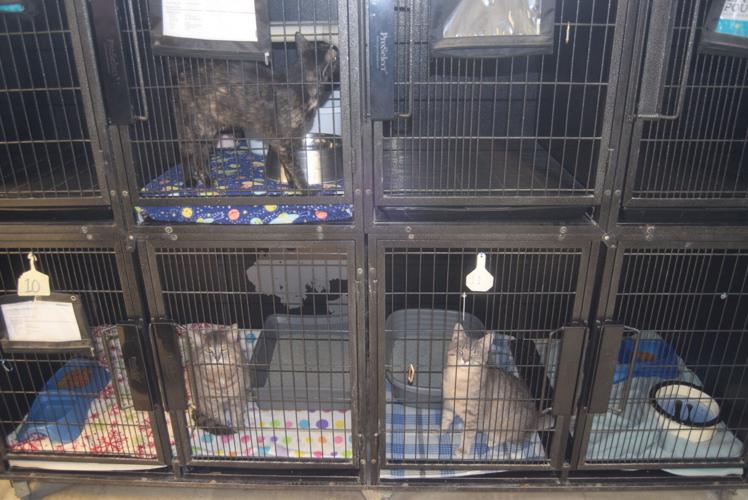 Animal shelter partners with Pets for Patriots | News ...