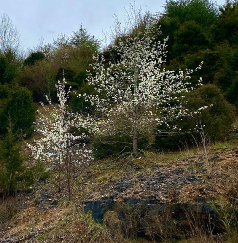 The Bradford Pear Blues | Community Columns | newportplaintalk.com