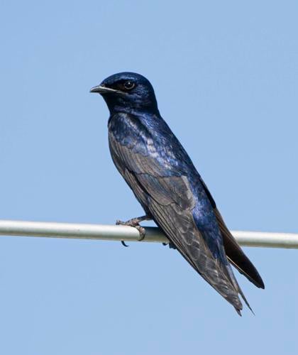 Early bird: Purple martins return to Tennessee | News ...