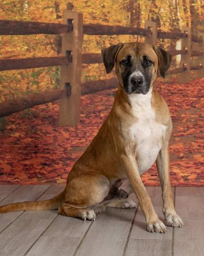 Pet of the Week: Handsome Henry is looking for a home | Community ...