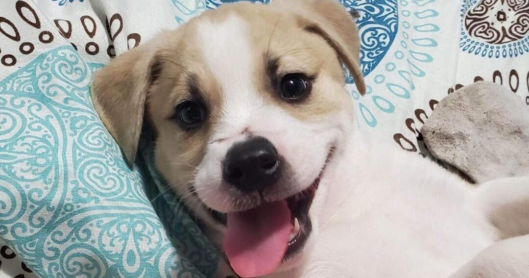 Hearts of Steele rescues dogs and finds them homes | News ...