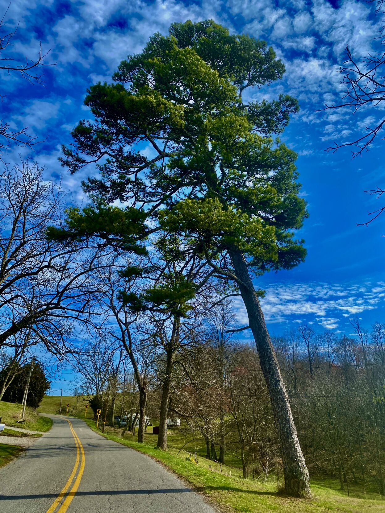 Pitch pine an uncommon species | Community Columns | newportplaintalk.com