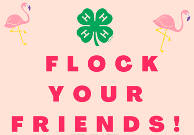 4-H holding Flock Your Friends fundraiser | News | newportplaintalk.com