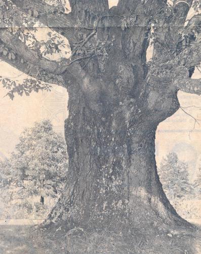 Centuries old oak witnessed all of Cocke County's history | As It Was ...