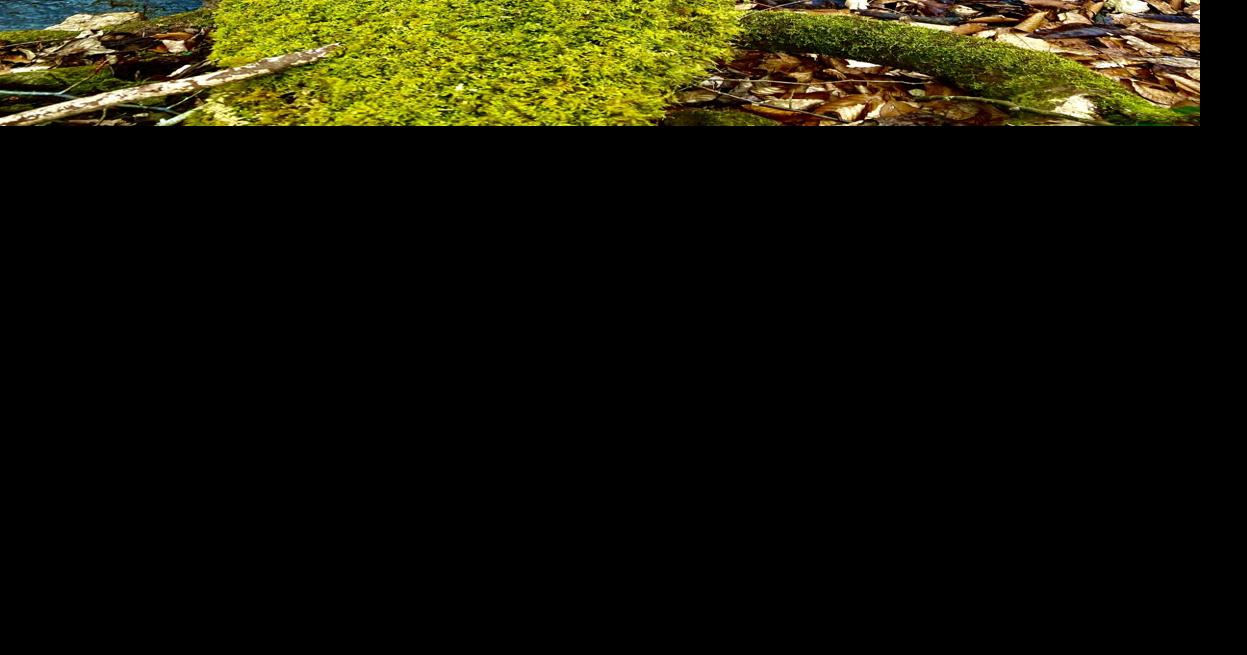 Coarse woody debris | Community Columns | newportplaintalk.com