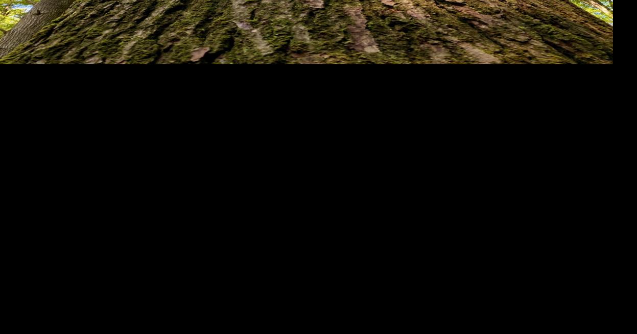 Tree trunks, the dead supports the living | Community Columns ...