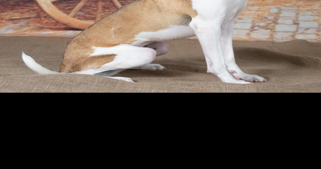 Pet of the Week: Stylish, lovable Bullet looking for a friend ...