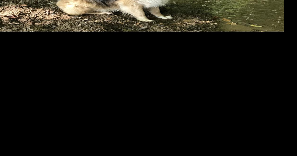 Janice Haynes Journey | | newportplaintalk.com