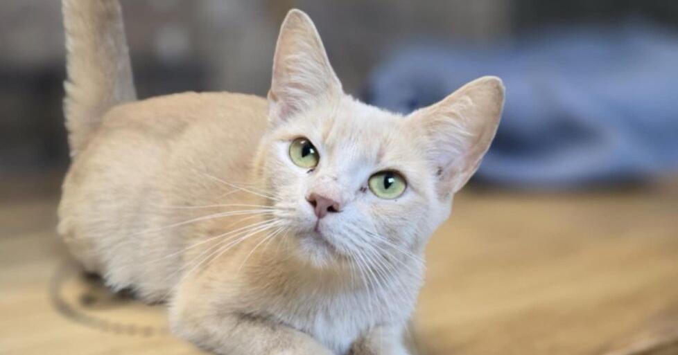 Pet of the Week - Cardi is ready for her forever home | Community ...