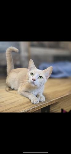 Pet of the Week - Cardi is ready for her forever home | Community ...