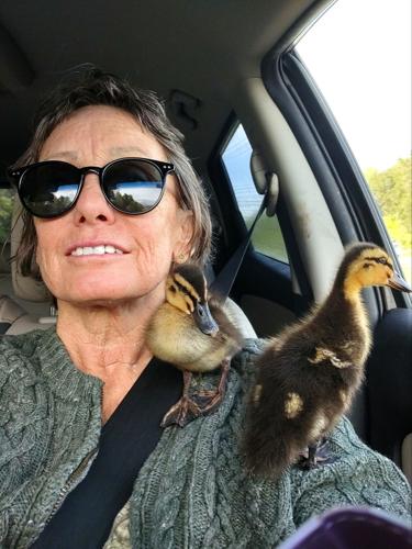 Hartford's 'opossum lady' busier than ever | News | newportplaintalk.com