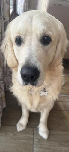 Dog rushed to vet after swallowing ceramic Christmas ornament ...