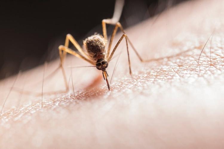 Why mosquitoes’ thirst for human blood is intensifying | Health | news ...