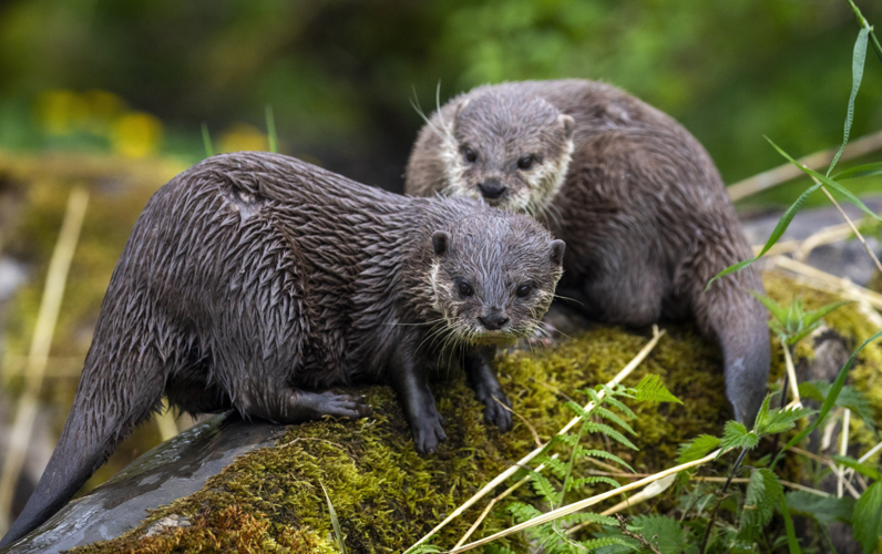 Two lonely otters unite to save species | National | news-expressky.com