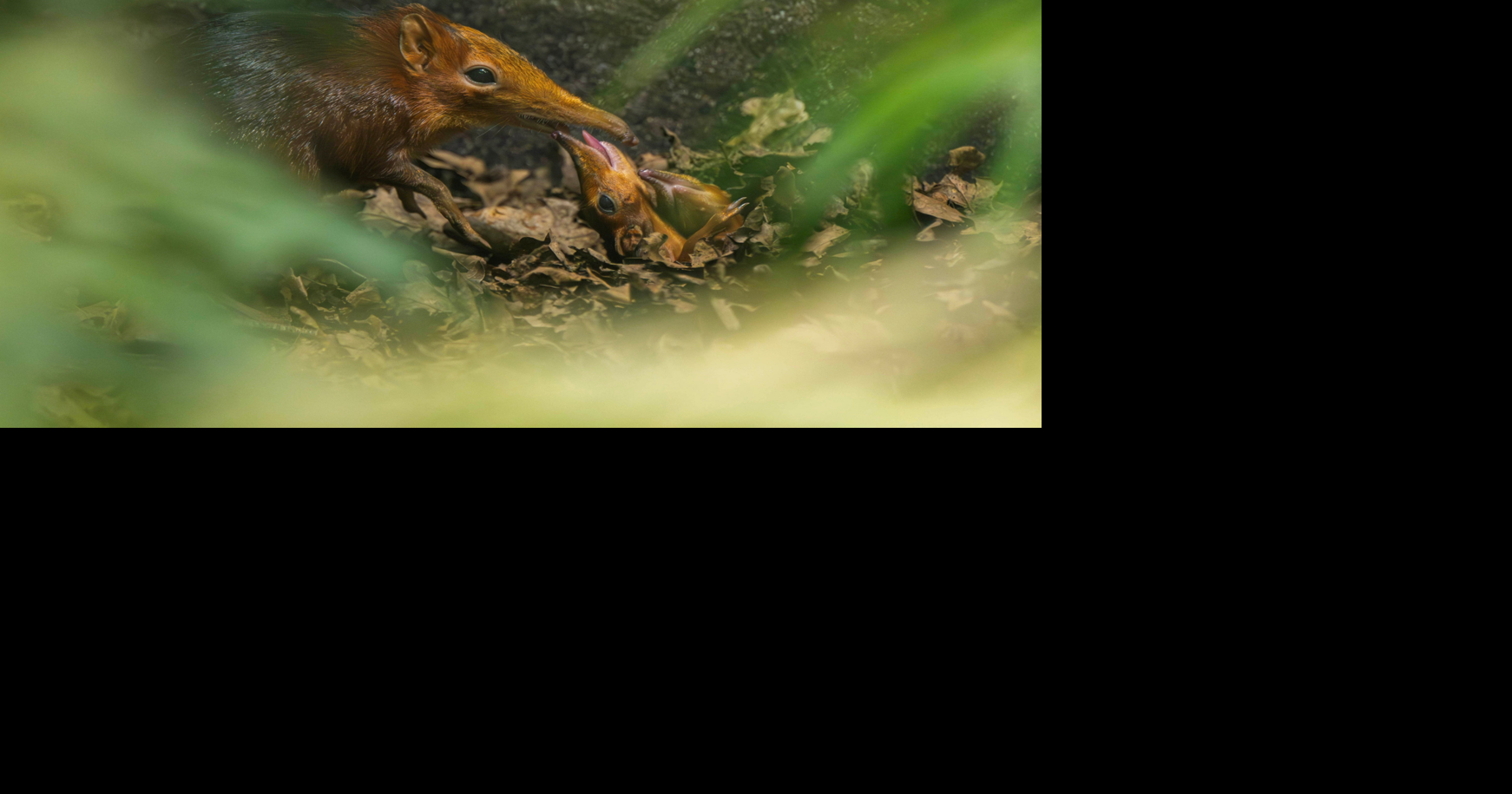 Zoo welcomes first-ever elephant shrew babies | National | news ...