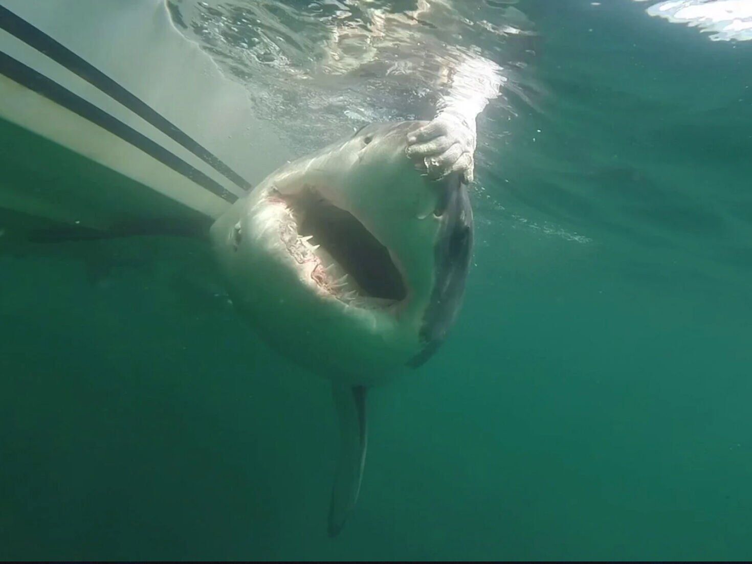 1,000-pound great white shark spotted super close to Alabama shoreline ...