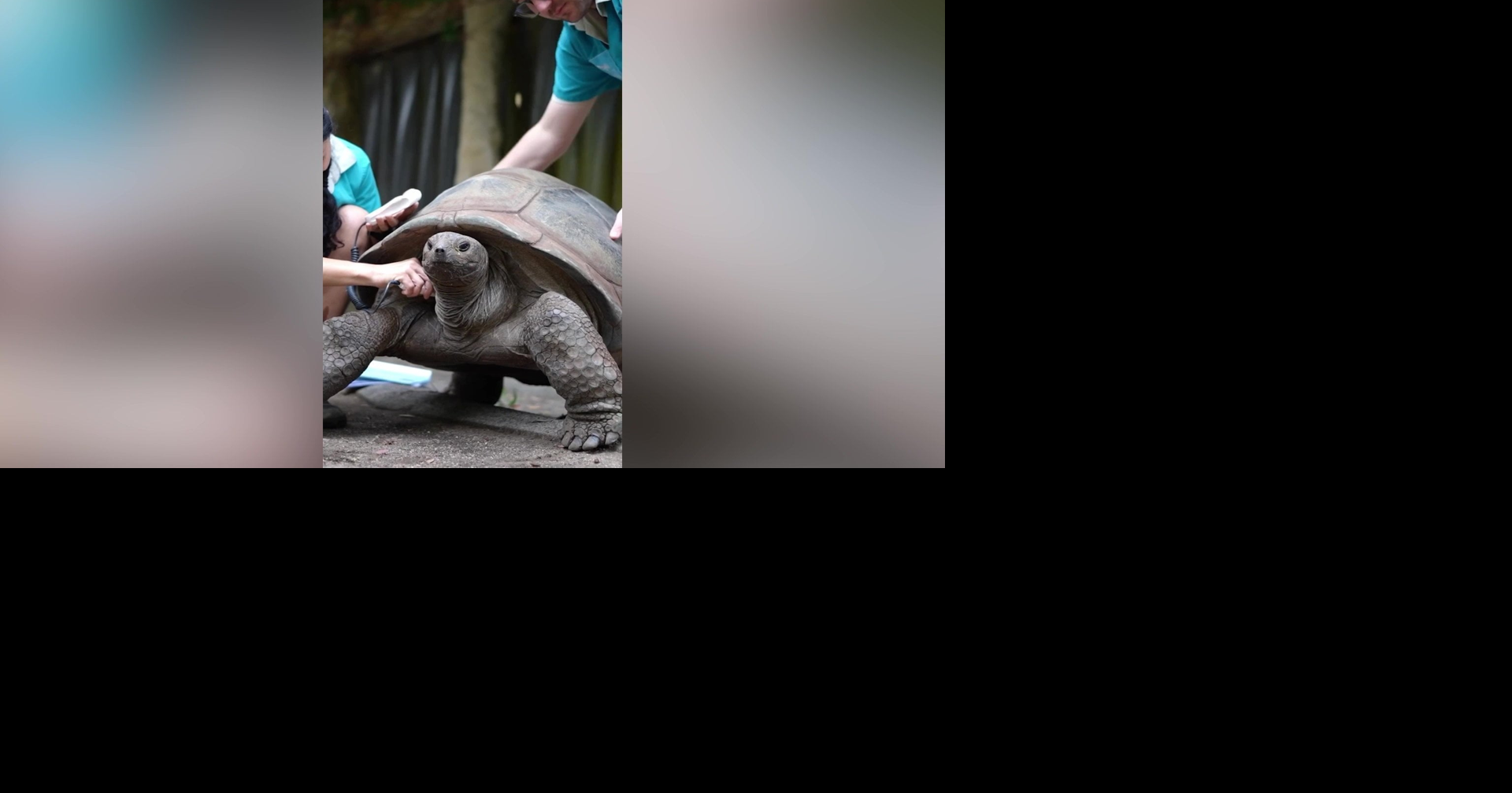 109-year-old giant tortoise’s neck swelling prompts health scare ...