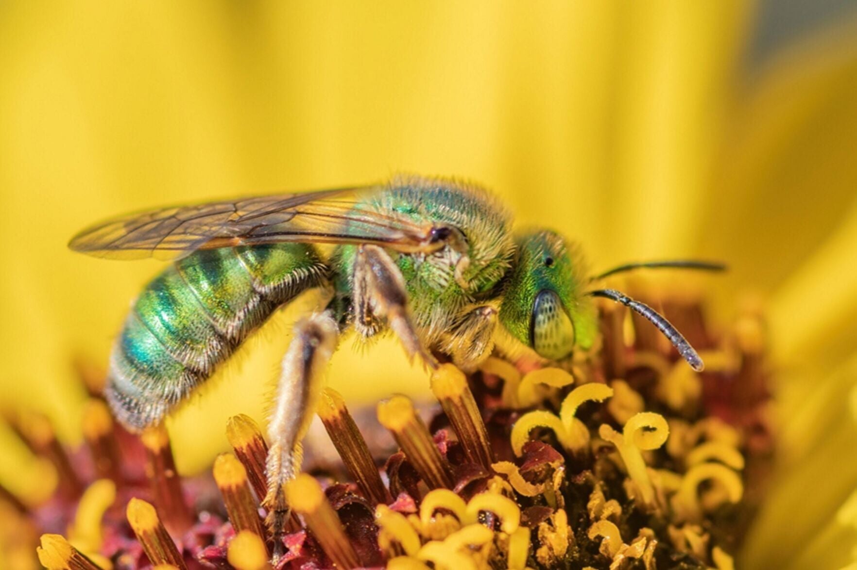 Research reveals why some bees change color with the weather | National ...