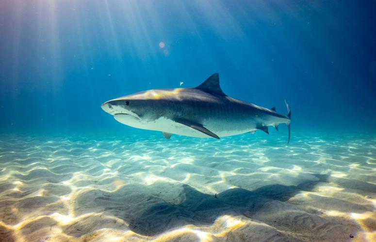 Shark attacks most likely to happen when they’re doing this | National ...