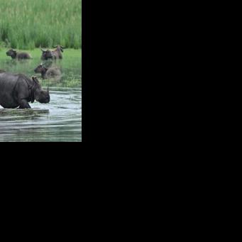Wildlife flee as floods swamp Indian parks | National | news-expressky.com