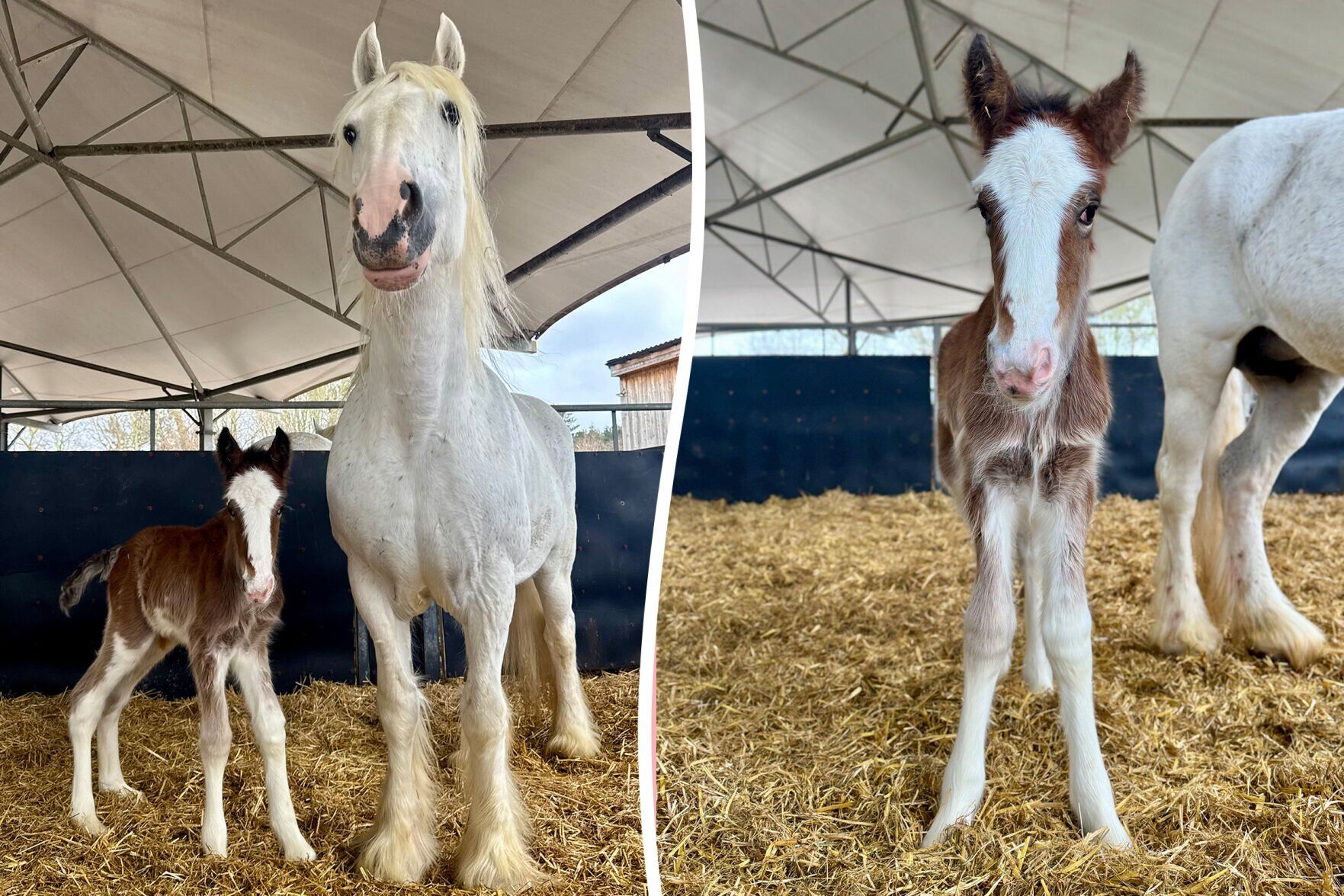 Rare Shire horse born at family-run farm | National | news-graphic.com