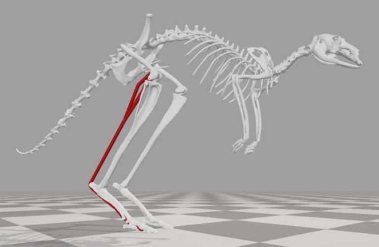 Kangaroos use unique posture trick to save energy when hopping ...