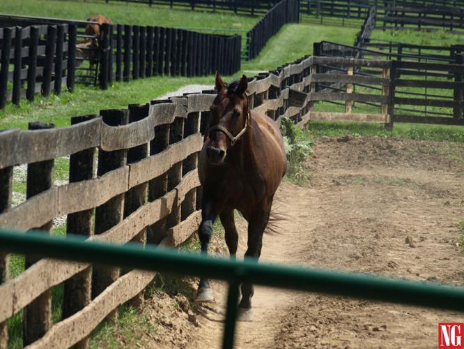 Summertime at Old Friends Farm | Gallery | news-graphic.com