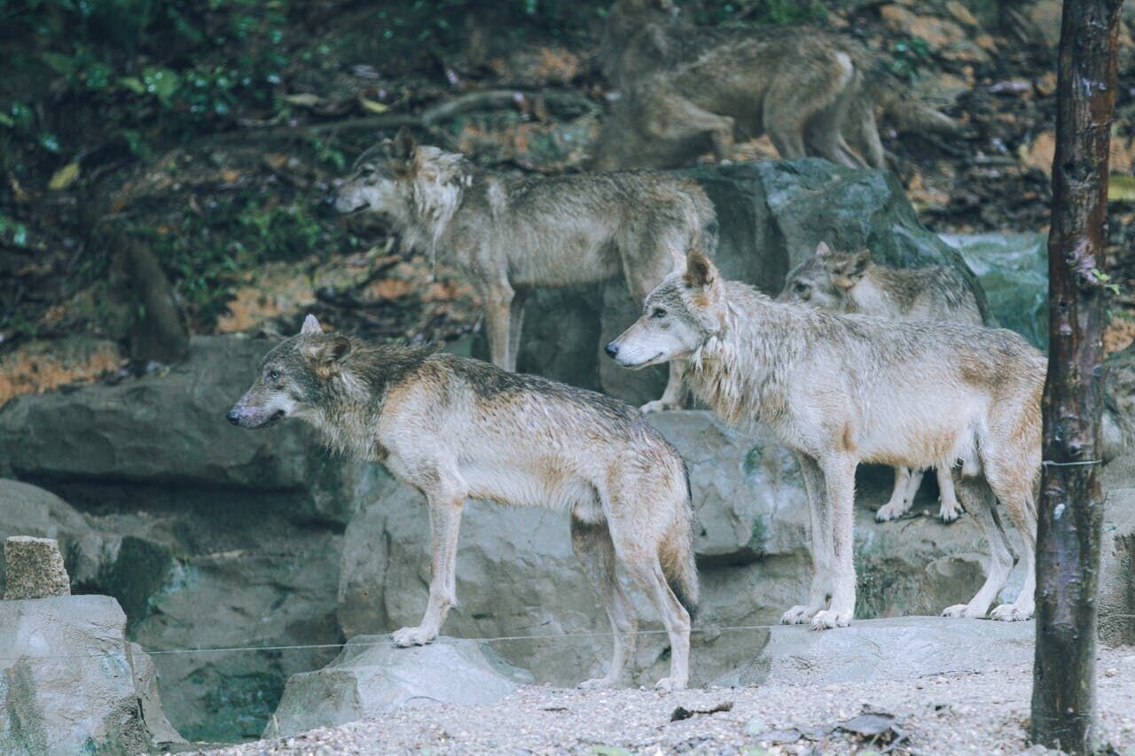 Research reveals wolves eat bone to cope with climate change | National ...