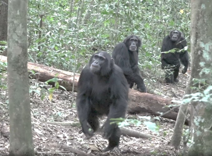 War of the planet of the apes? Chimp conflict causes ‘civil war ...