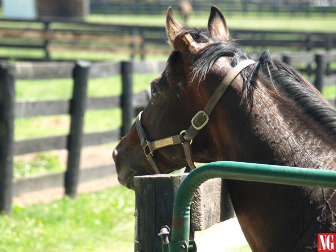Summertime at Old Friends Farm | Gallery | news-graphic.com
