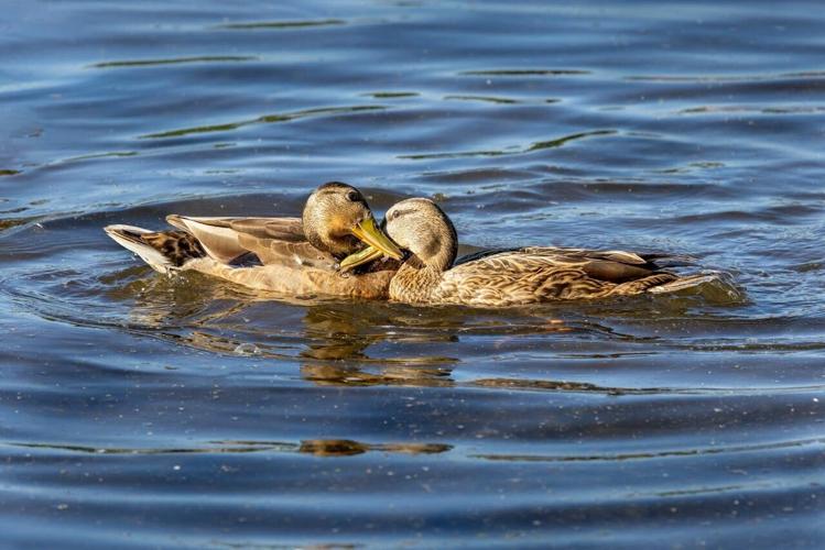 Officials install duck warning sign in spot with no ducks | National ...