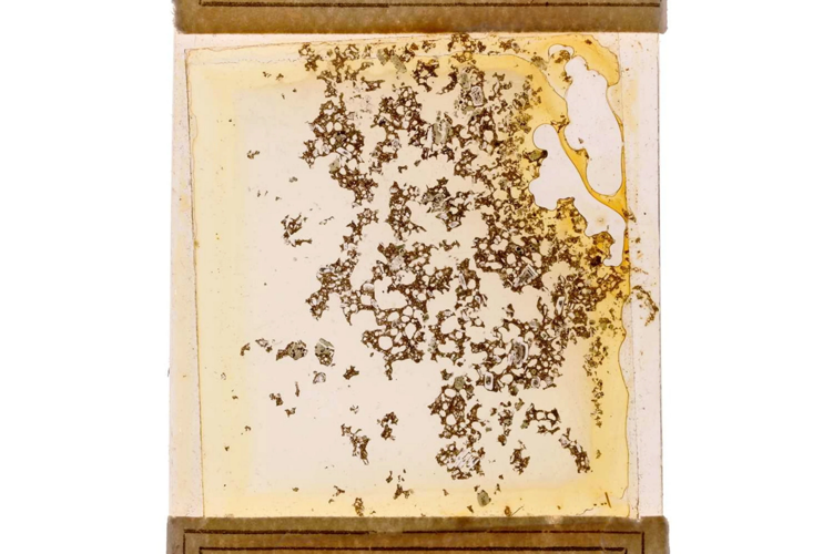 Lost Charles Darwin microscope slide set sells for thousands | National ...