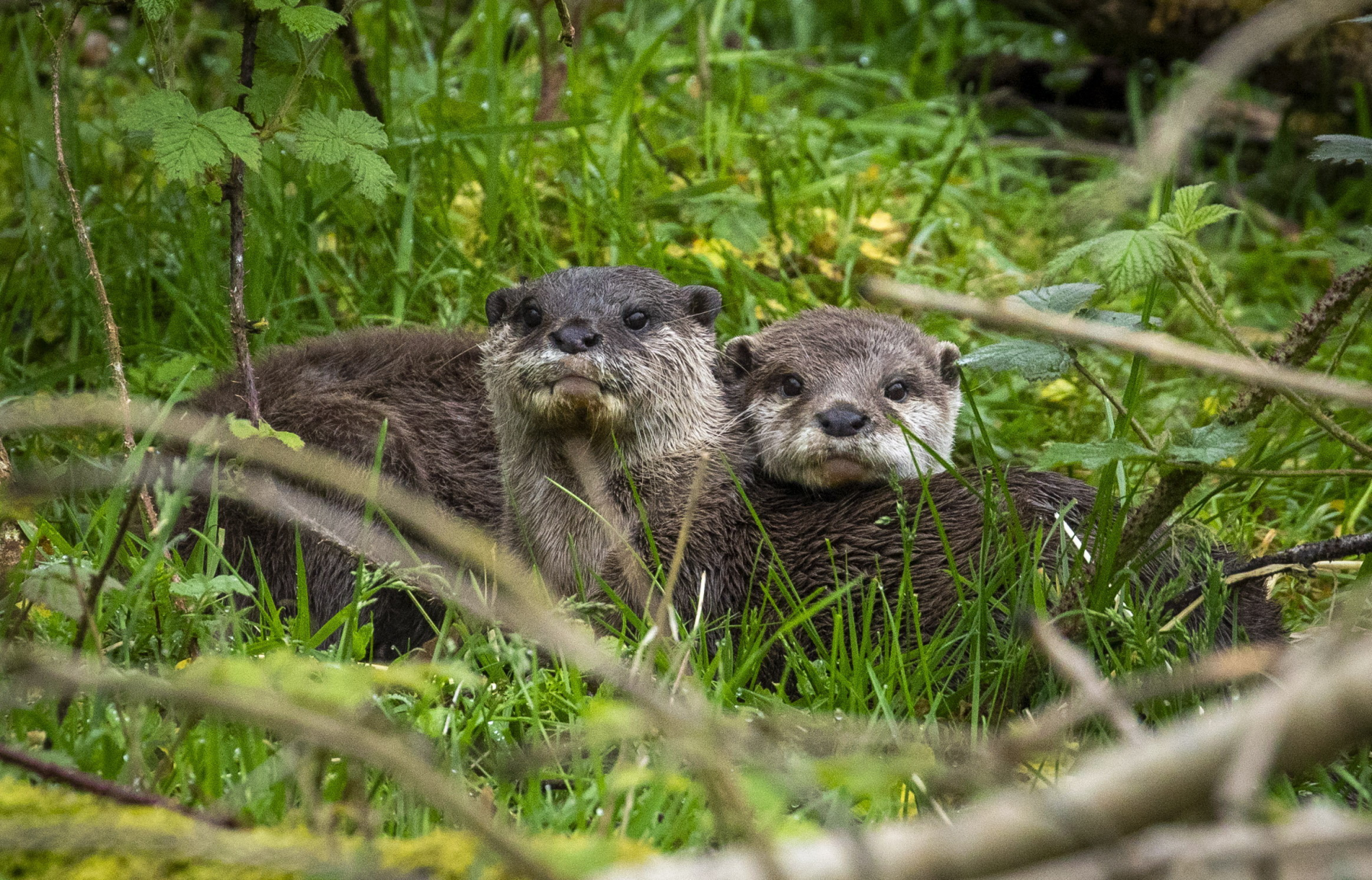 Two lonely otters unite to save species | National | news-graphic.com