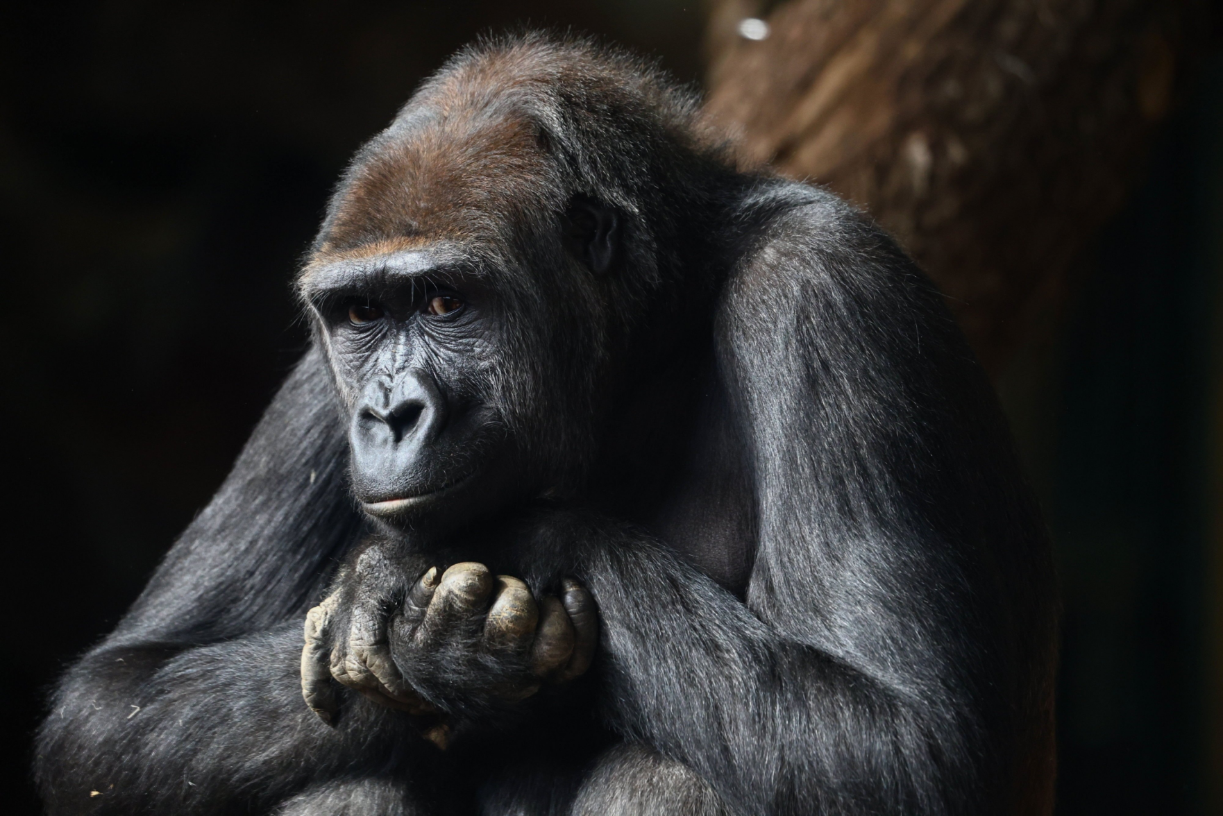 Zoo unveils new gorilla enclosure after ape death | National | news ...