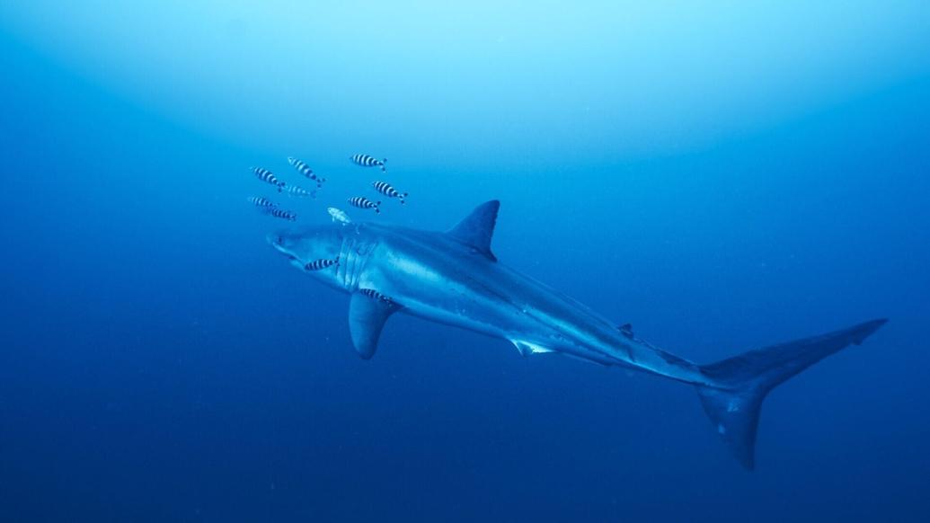 Divers come face to face with great white shark for first time ...