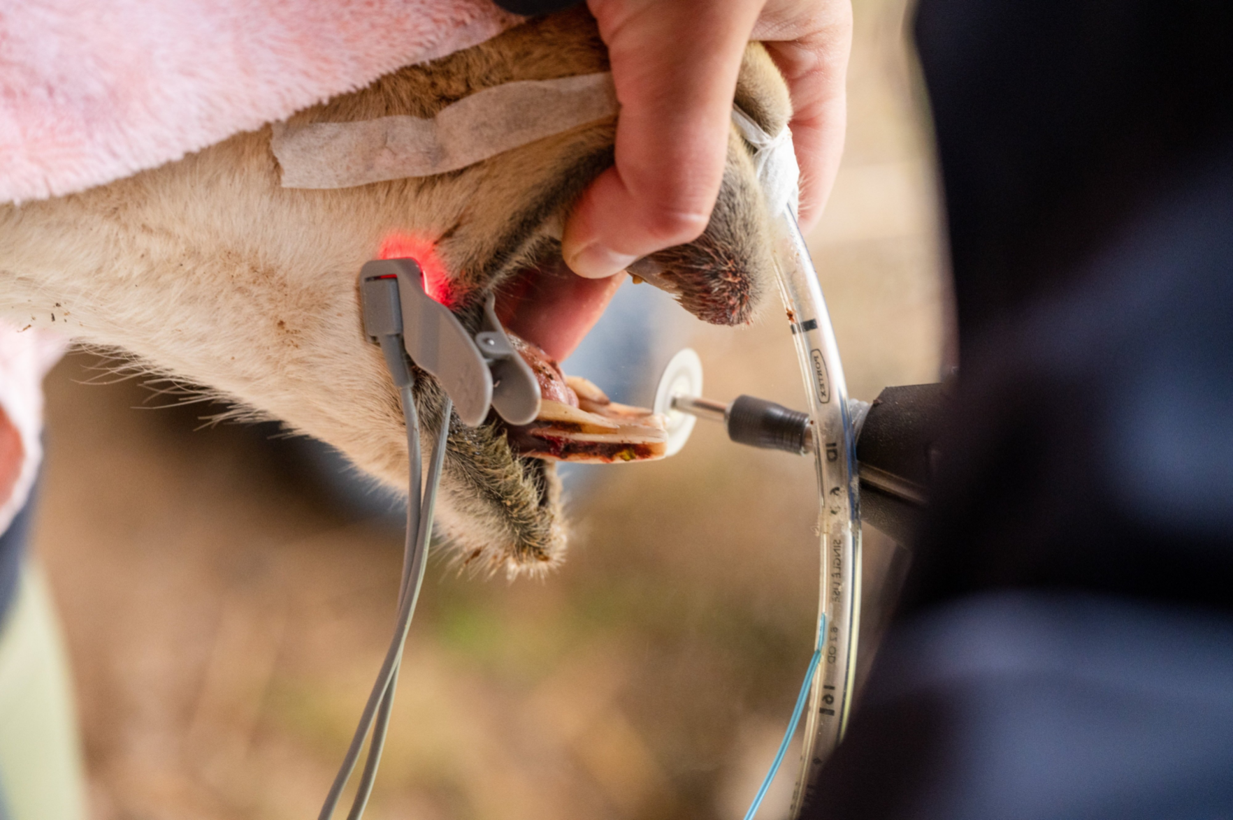 Vicuña gets teeth trimmed to prevent dental emergency | National | news ...
