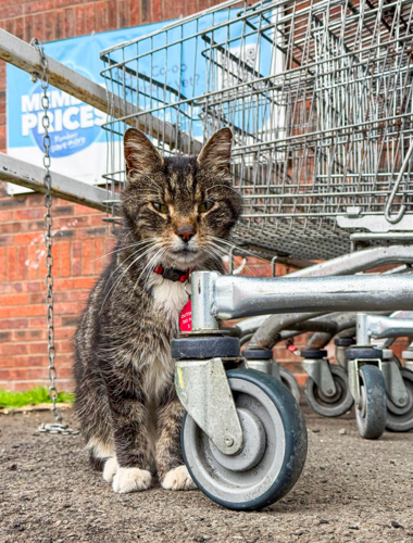 Beloved viral supermarket cat passes away | National | news-graphic.com